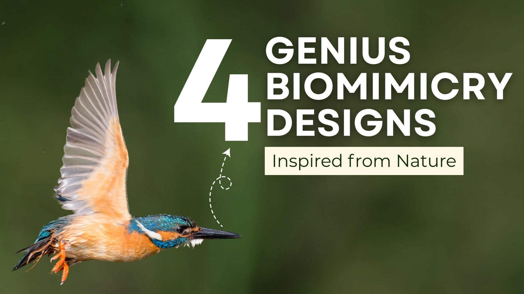 4 Genius Biomimicry Designs Inspired from Nature - Jiva Water